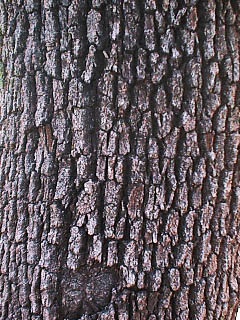 Engelmann Oak - Tree Foundation of Kern: About the Tree Foundation of Kern